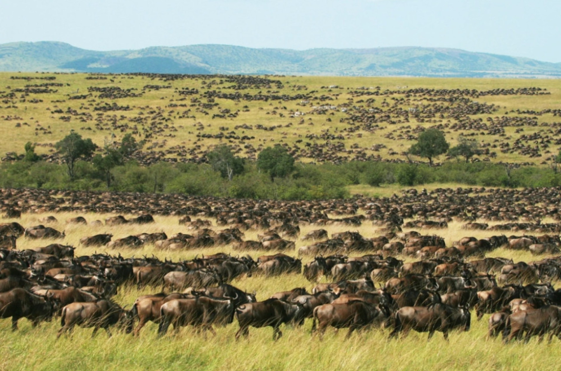 10 Days/ 9 Nights High End Western Corridor Migration Safari (Tarangire ...