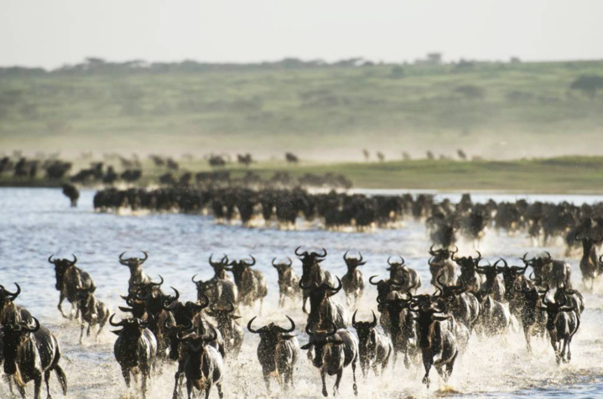 12 Days/ 11 Nights High End North Migration Safari (Tarangire ...