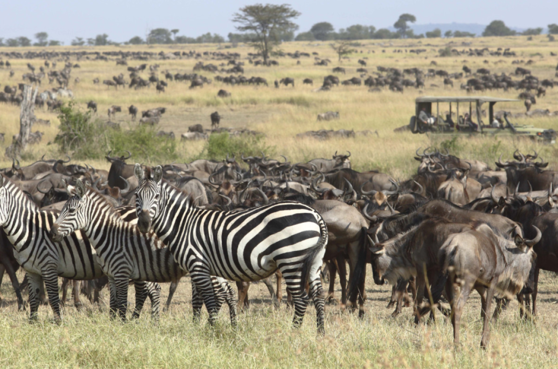 12 Days/ 11 Nights High End Western Corridor Migration Safari ...