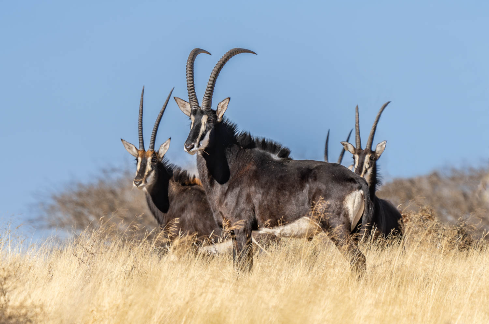 9 Days High End Exclusive Fly Safari – Travel Holidays Tours & Safari